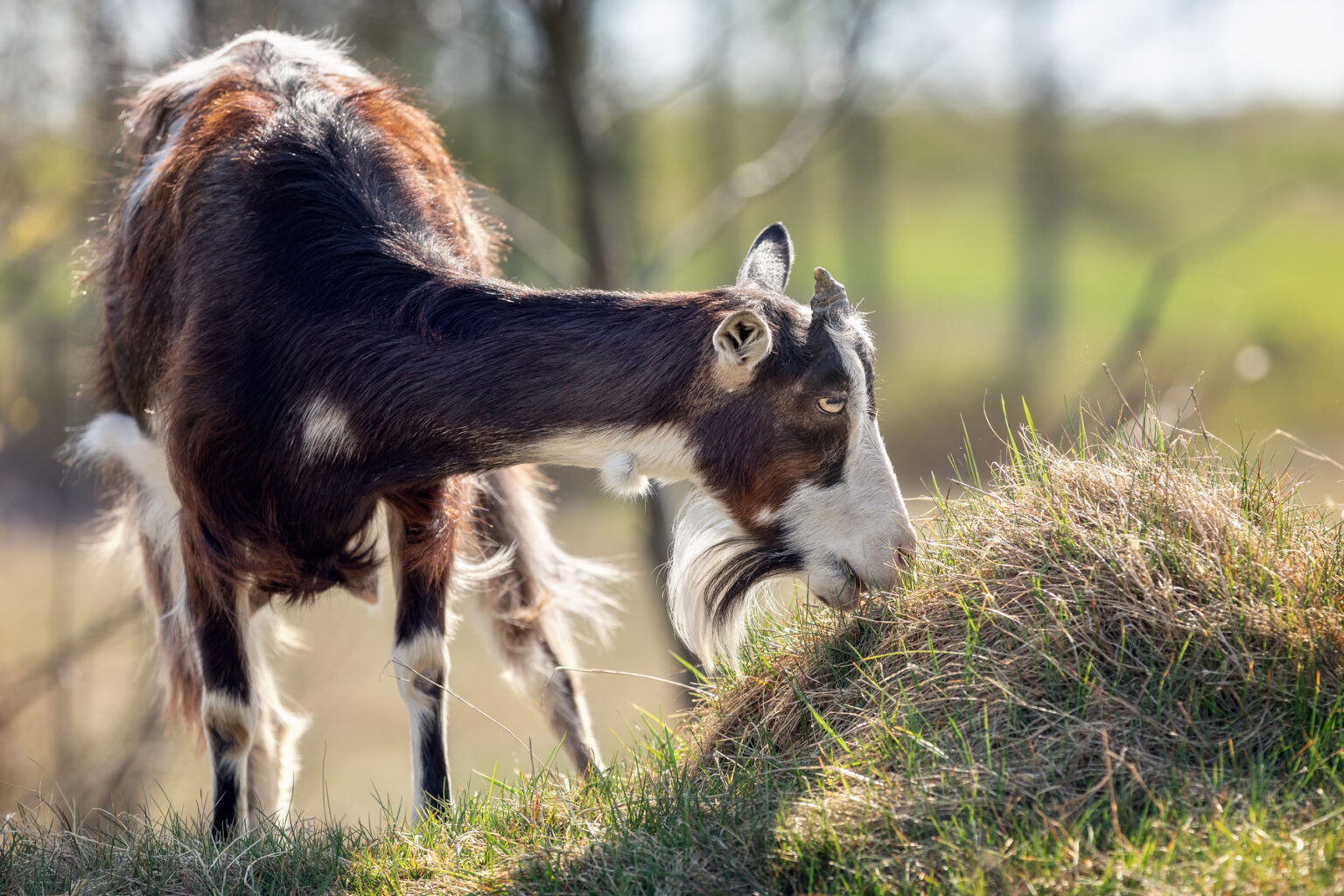 Malta and the (Seemingly) Never Ending Goat Diarrhea - Goat Journal
